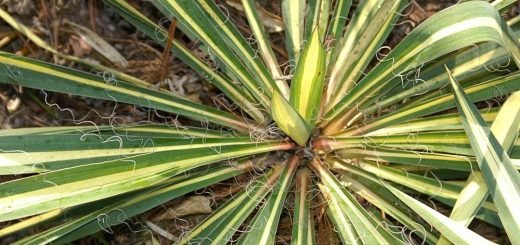 Needle palm (Yucca filamentosa) - growing guides