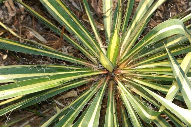 Variegated needle palm 'Color Guard' (Yucca filamentosa 'Color Guard ...