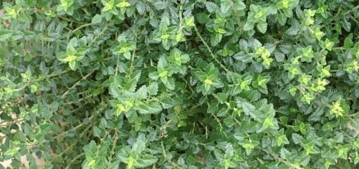Tree germander (Teucrium fruticans) - growing guides