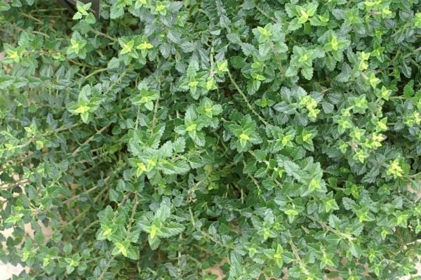 Wall germander (Teucrium chamaedrys L.) - growing guides