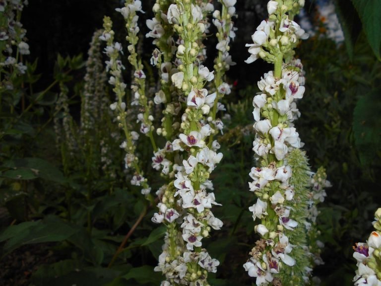 White nettle-leaved mullein (Verbascum chaixii 'Album') - growing guides