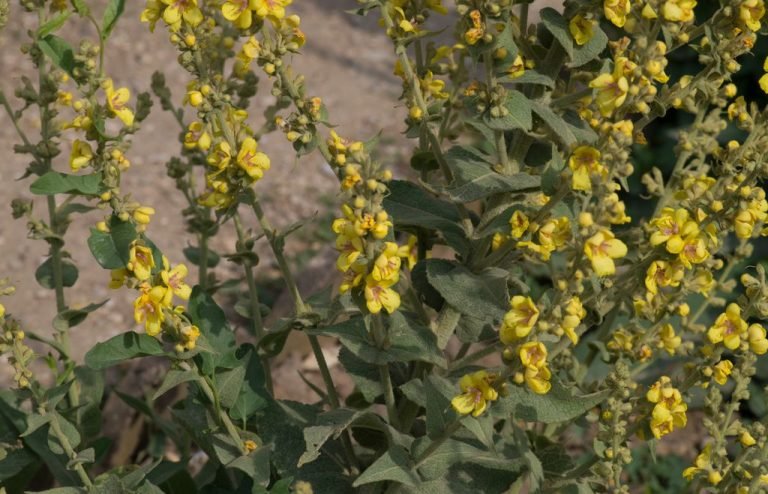 Yellow mullein (Verbascum epixanthinum) - growing guides