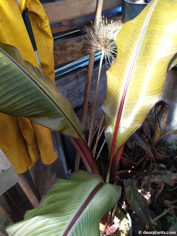 How to propagate Ensete ventricosum 'Maurelii' by division