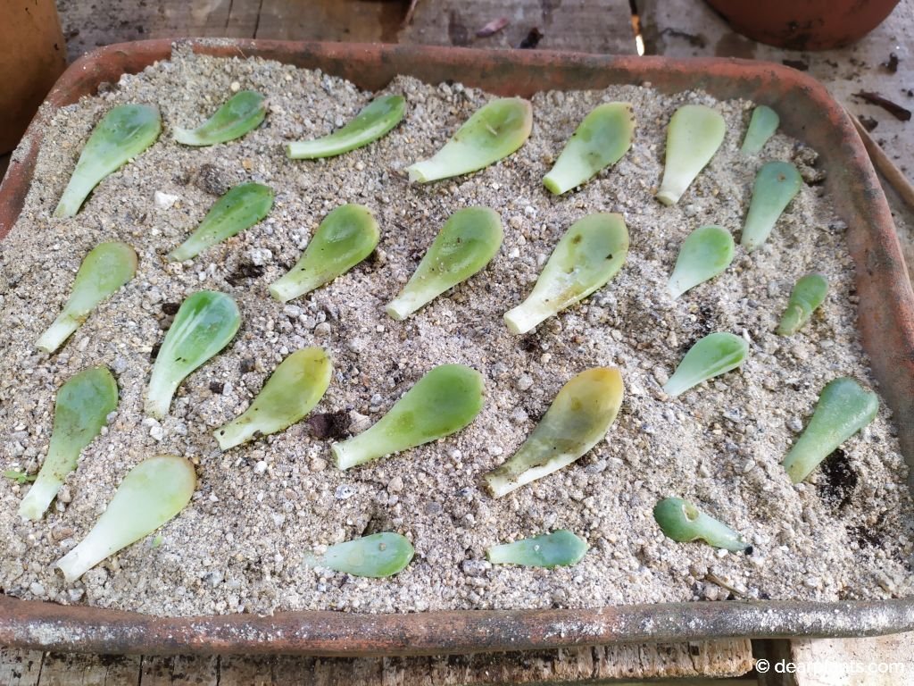 How to propagate succulents from leaf cuttings - Dear Plants