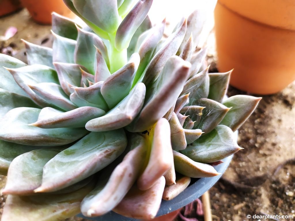 How to repot a succulent - Dear Plants