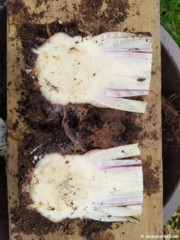 How to propagate Ensete ventricosum 'Maurelii' by division