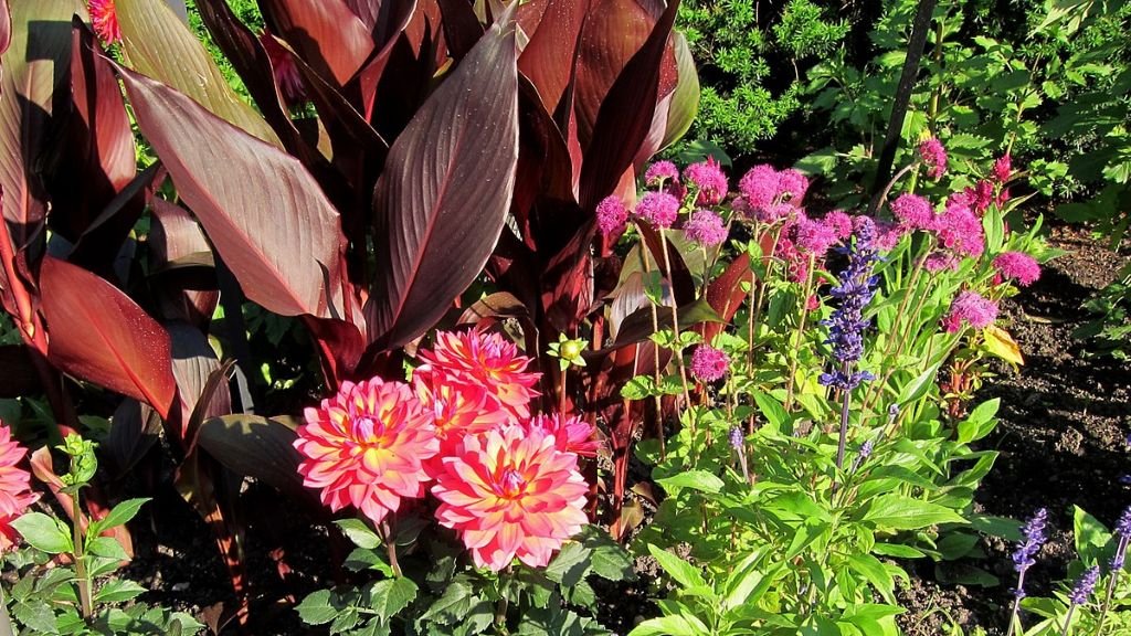 List of best plants for a red garden theme - Dear Plants