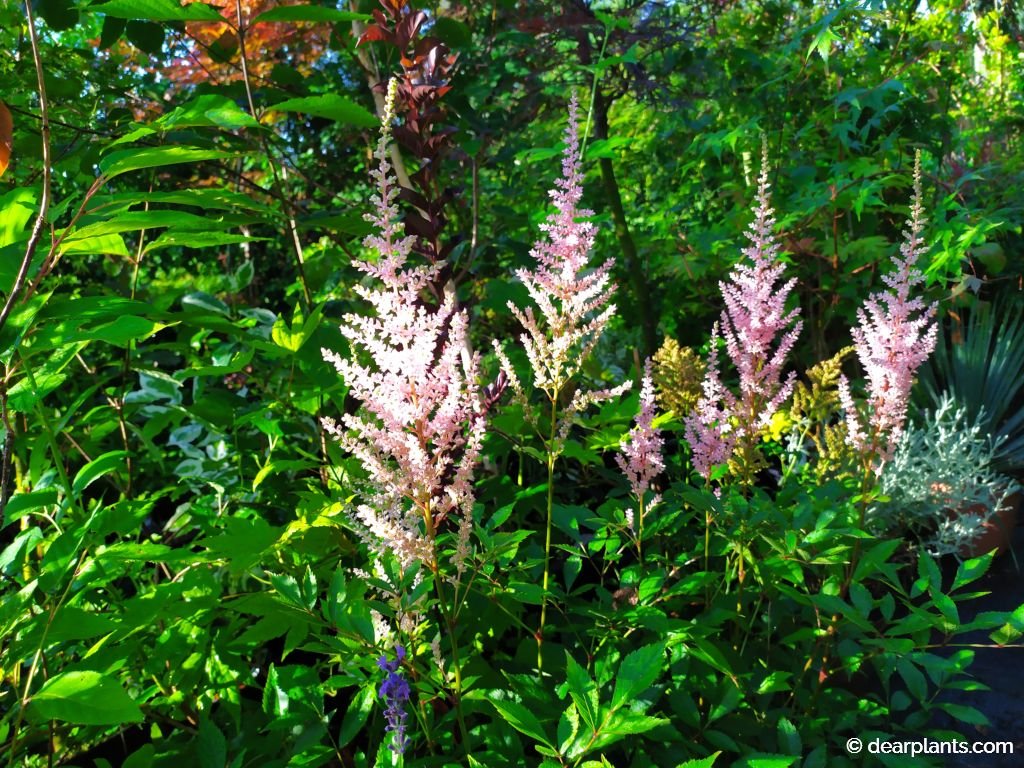 How to plant astilbe roots, step by step - Page 2 of 2 - Dear Plants