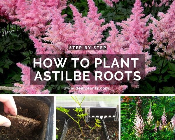 How to plant astilbe roots, step by step - Dear Plants