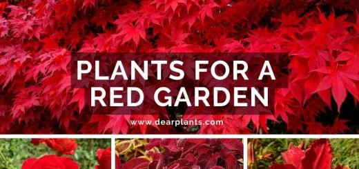 Best plants - Dear Plants