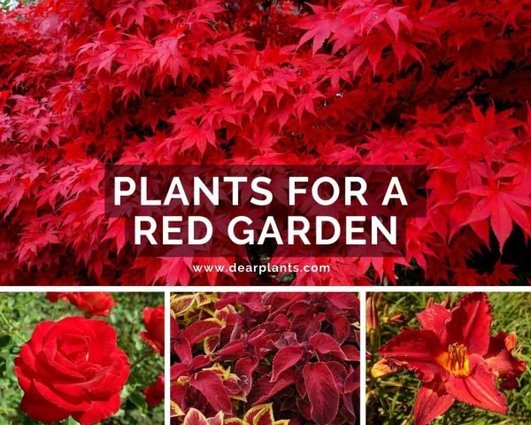 List of best plants for a red garden theme - Dear Plants