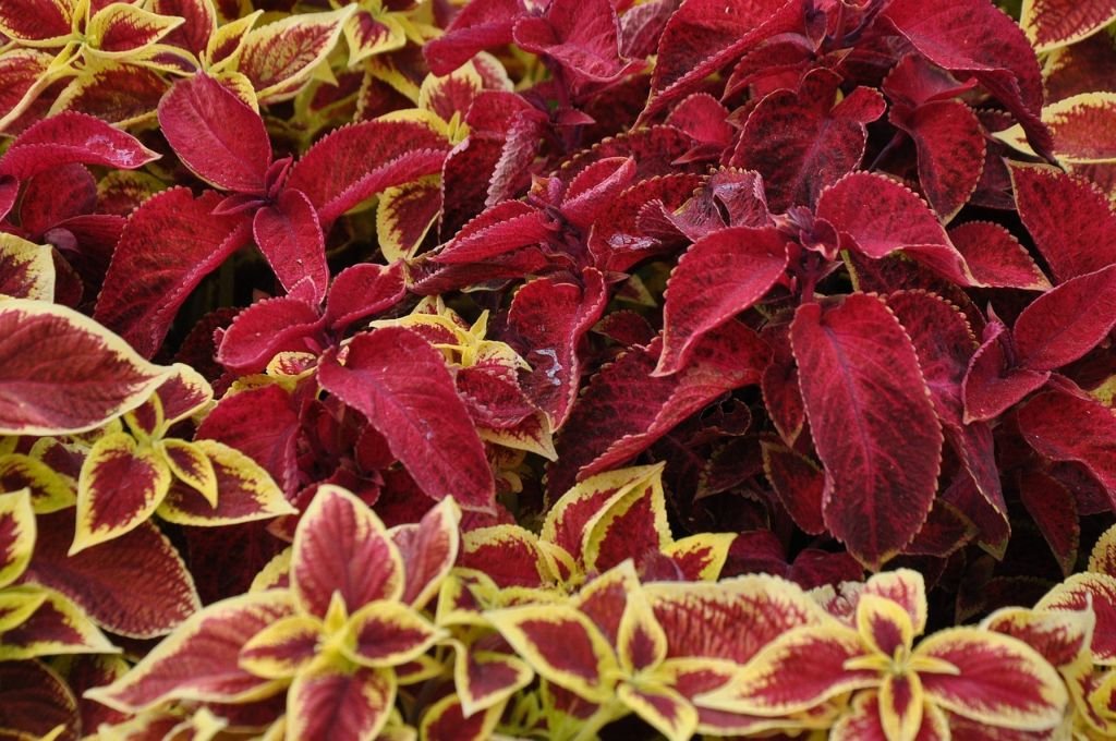 List of best plants for a red garden theme - Dear Plants