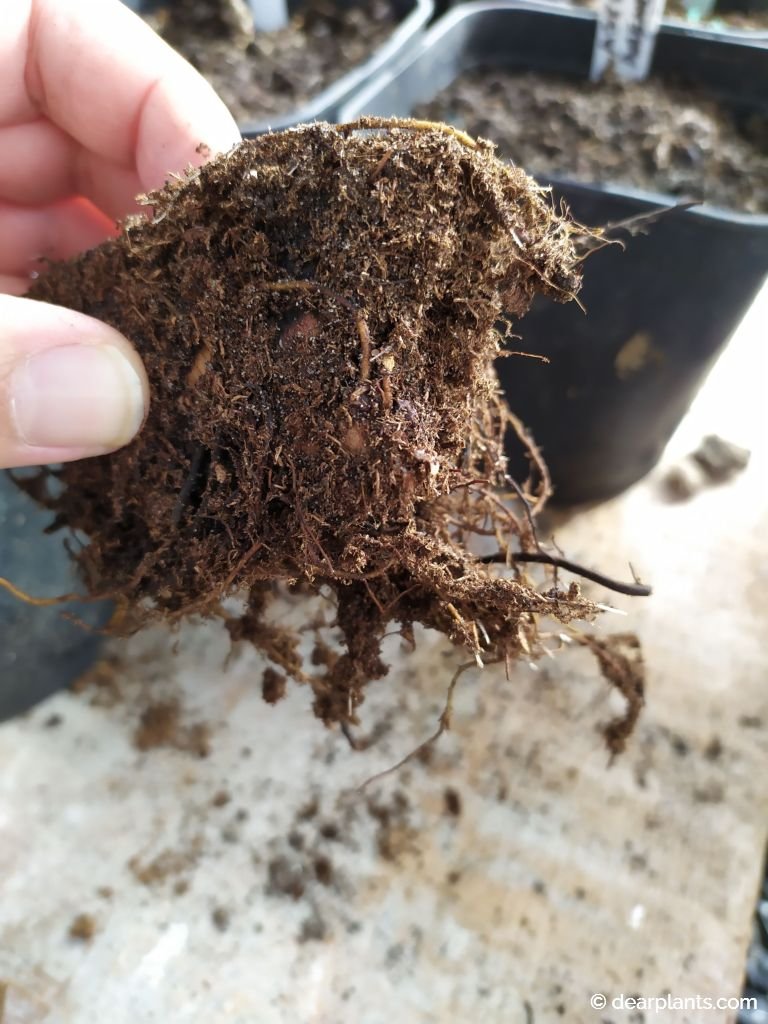 How to plant astilbe roots, step by step - Dear Plants