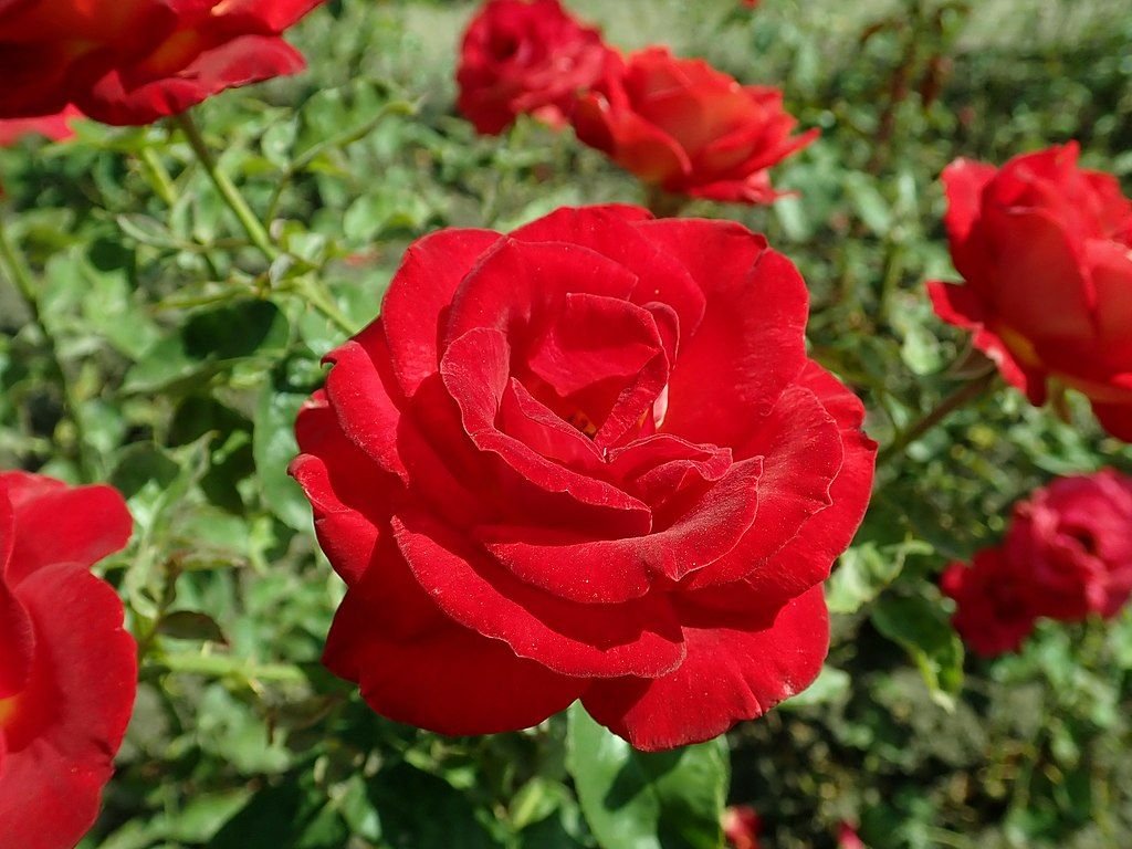 List of best plants for a red garden theme - Dear Plants