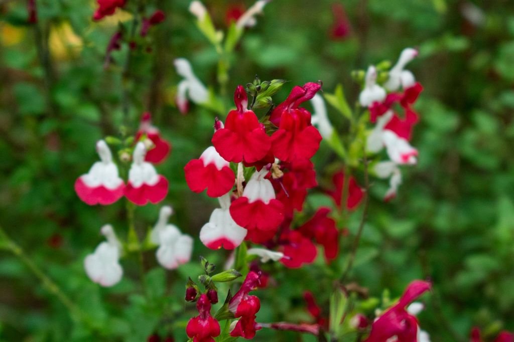 List of best plants for a red garden theme - Dear Plants