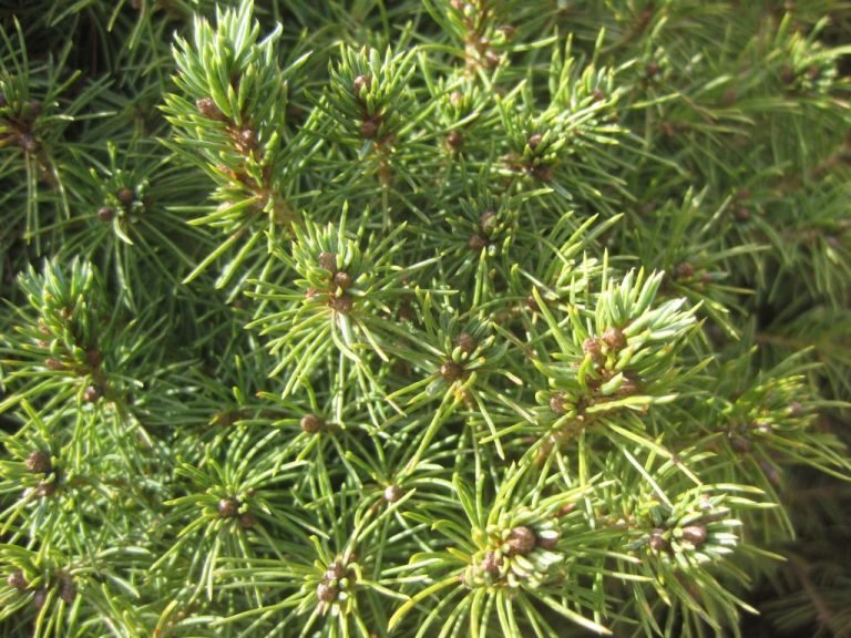 Alberta spruce 'Conica' (Picea glauca var. albertiana 'Conica ...