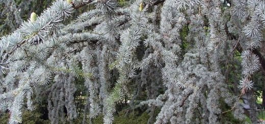 Golden Atlas cedar (Cedrus atlantica 'Aurea') - growing guides