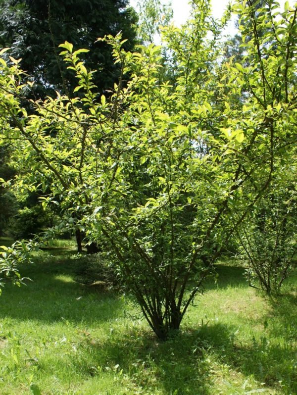 Chinese flowering quince (Chaenomeles cathayensis) - growing guides