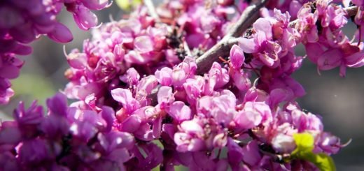 Chinese redbud (Cercis chinensis) - growing guides