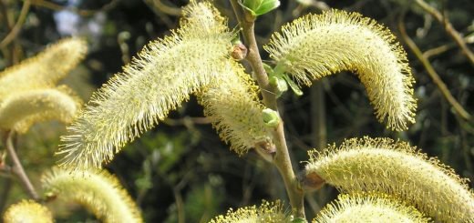 Coyote willow (Salix exigua) - growing guides