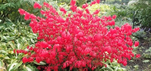 Winged spindle (Euonymus alatus) - growing guides