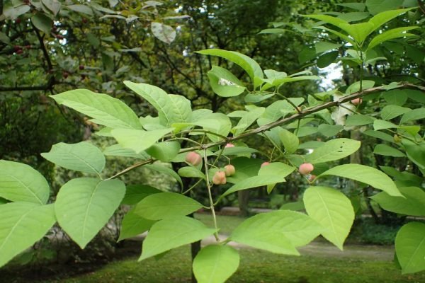 Corky spindle (Euonymus phellomanus) - growing guides