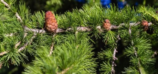 Golden larch (Pseudolarix amabilis) - growing guides