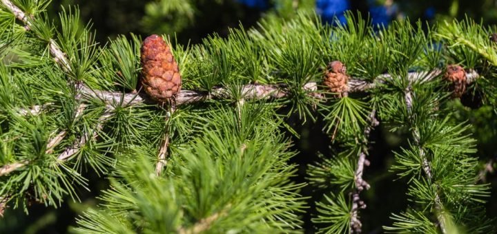 Larix Genus - Dear Plants