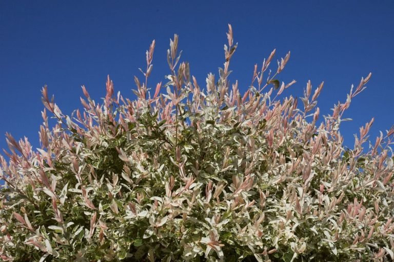 Flamingo willow (Salix integra 'Hakuro-nishiki') - growing guides