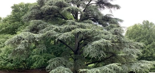 Cyprus cedar (Cedrus brevifolia) - growing guides