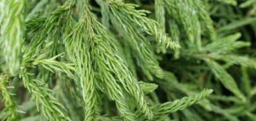 Cryptomeria japonica 'Compressa' - growing guides