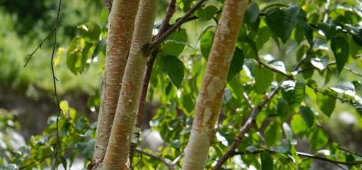Himalayan birch (Betula utilis subsp. jacquemontii) - growing guides