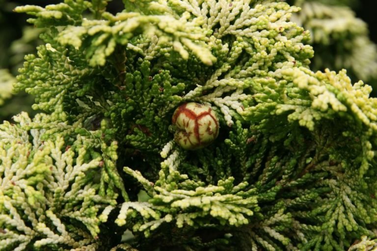 Hinoki cypress 'Nana Aurea' (Chamaecyparis obtusa 'Nana Aurea ...