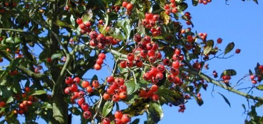 Broad-leaved cockspur thorn (Crataegus persimilis) - growing guides