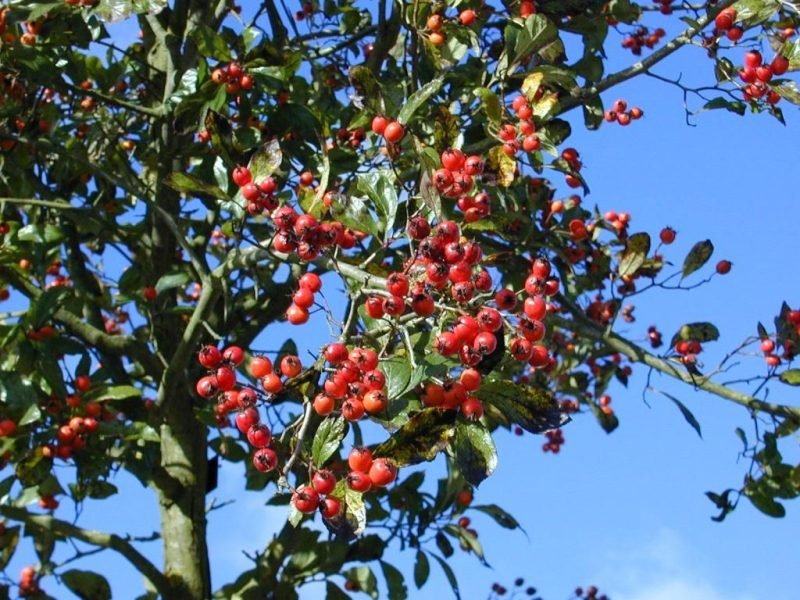 Hybrid cockspur thorn 'Carrierei' (Crataegus × lavalleei 'Carrierei ...