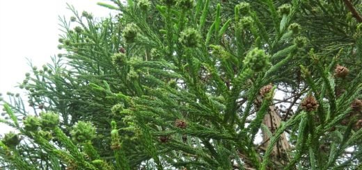 Cryptomeria japonica 'Compressa' - growing guides