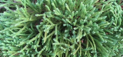 Japanese cedar (Cryptomeria japonica) - growing guides