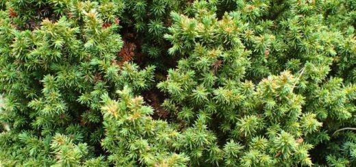 Japanese cedar (Cryptomeria japonica) - growing guides