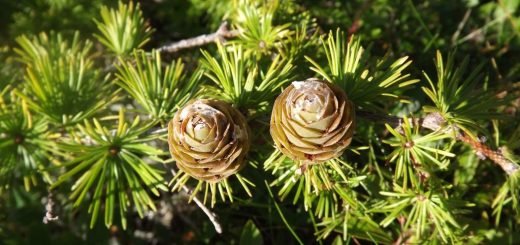 Dahurian larch (Larix gmelinii) - growing guides