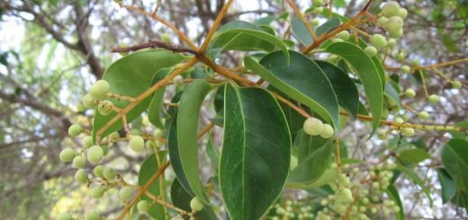 Wild privet (Ligustrum vulgare) - growing guides