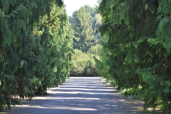 Lawson's cypress (Chamaecyparis lawsoniana) - growing guides