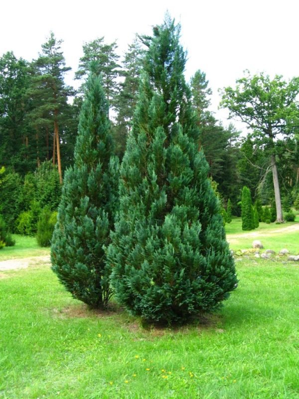 Lawson's cypress 'Columnaris' (Chamaecyparis lawsoniana 'Columnaris ...