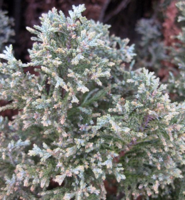 Lawson's cypress 'Ellwoodii' (Chamaecyparis lawsoniana 'Ellwoodii ...