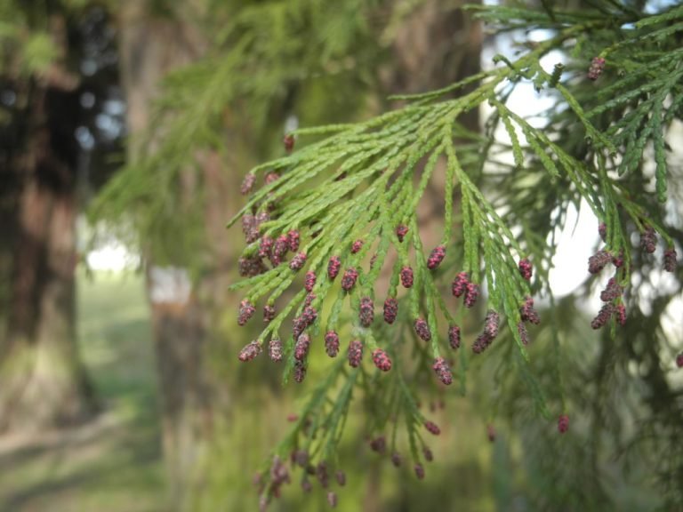 Lawson's cypress 'Erecta Viridis' (Chamaecyparis lawsoniana 'Erecta ...