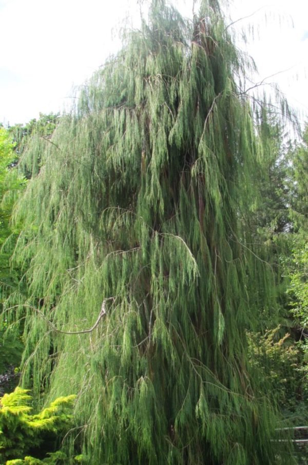 Lawson's cypress 'Imbricata Pendula' (Chamaecyparis lawsoniana ...