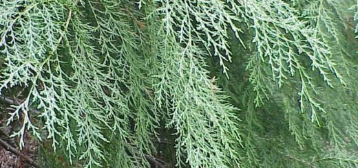 Lawson's cypress 'Ellwoodii' (Chamaecyparis lawsoniana 'Ellwoodii ...