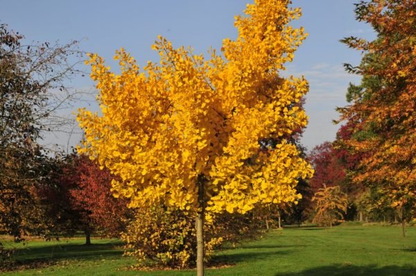 Maidenhair tree 'Autumn Gold' (Ginkgo biloba 'Autumn Gold') - growing ...