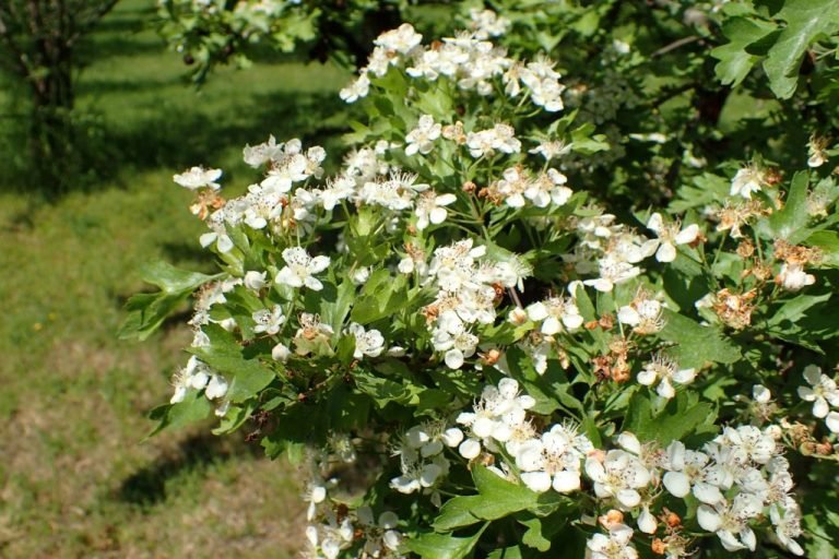 Midland hawthorn (Crataegus laevigata) - growing guides