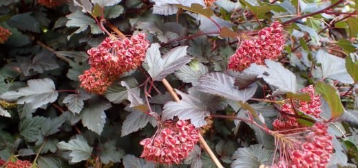 Ninebark [Lady in Red] (Physocarpus opulifolius 'Lady in Red ...