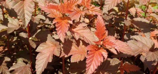 Ninebark 'Luteus' (Physocarpus opulifolius 'Luteus') - growing guides